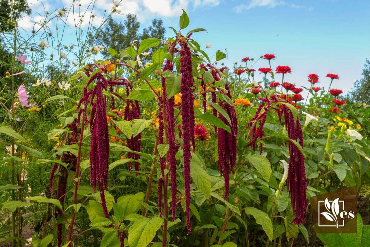 Red Amaranth Growing Guide - Top Tips and Tricks