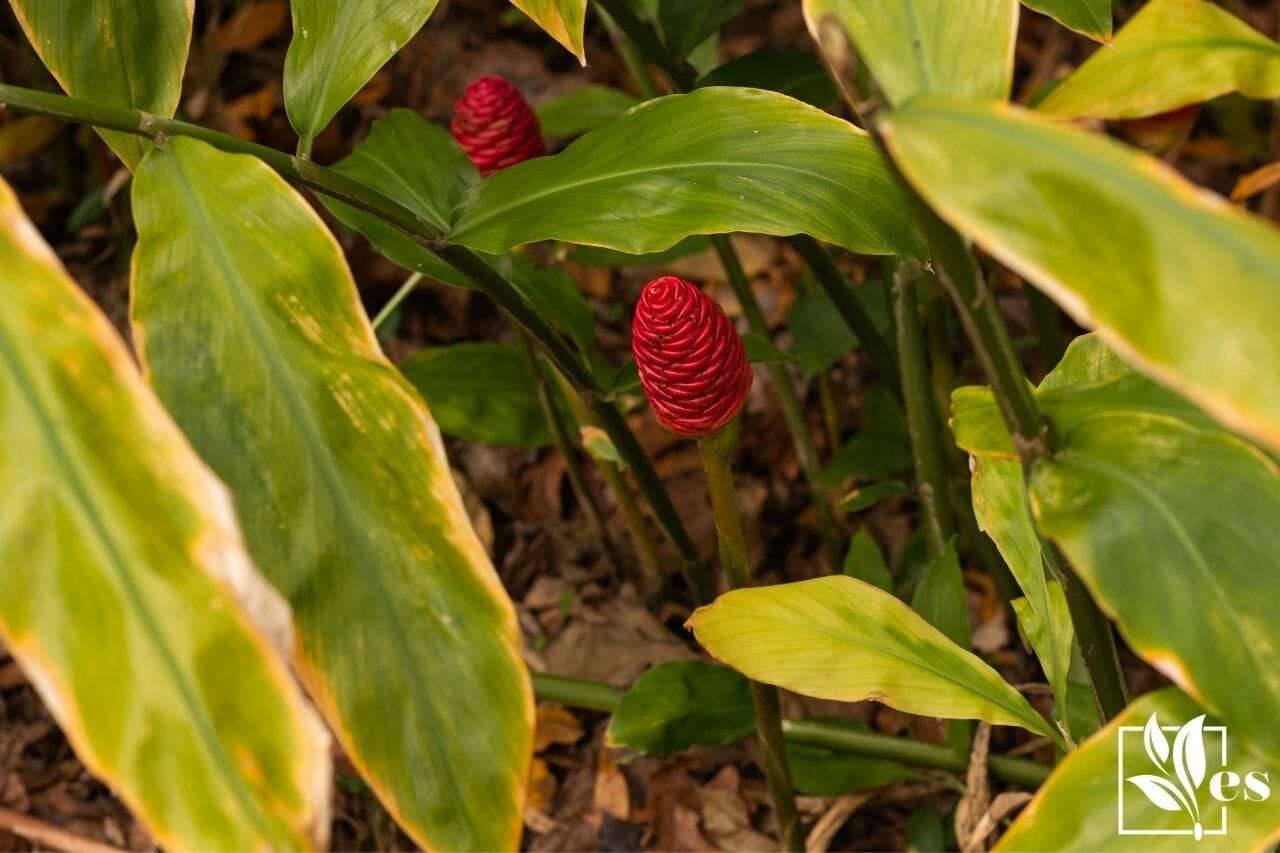 Shampoo Plant: Easy Guide for Care Requirements and Propagation