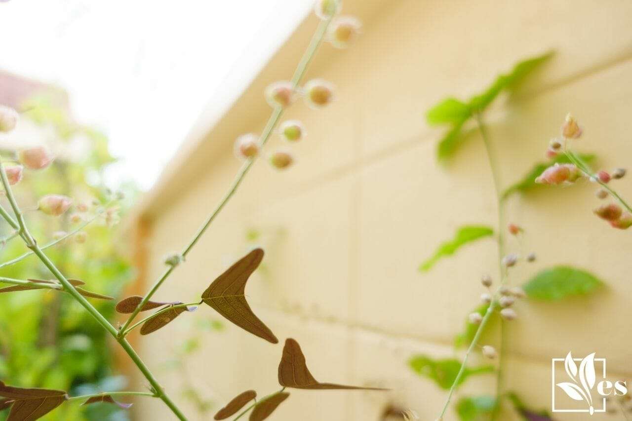 Swallowtail Plant: Your Guide on How To Take Care of This Rare Plant