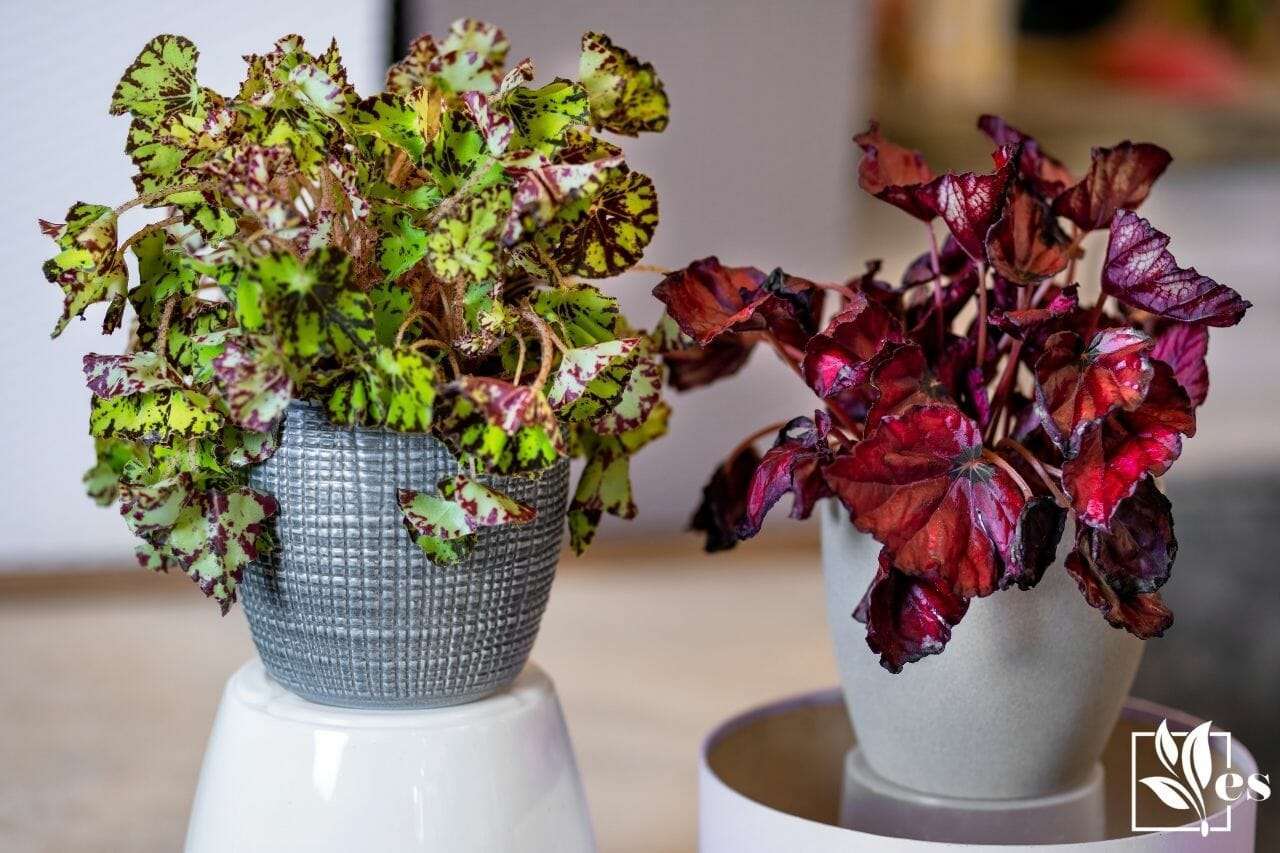 Rare Begonias: A List of the Most Uncommon Ones for Your Garden